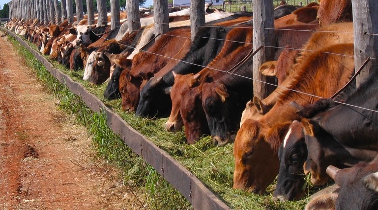 La cotización del novillo nacional subió por tercera semana consecutiva ...