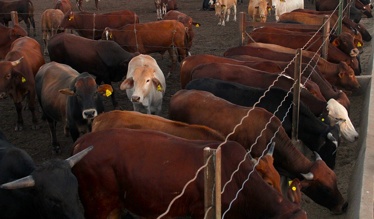 La cotización del novillo local se mantiene en USD 3,05 - Diario Campo