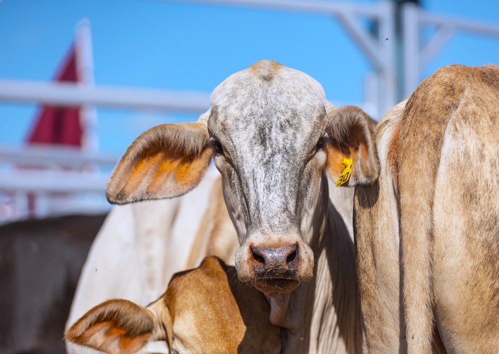 Innovar estrenará un espacio exclusivo para la producción animal ...