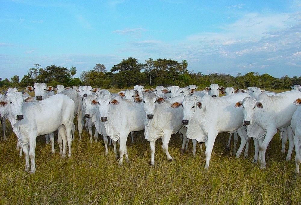 Se tendrá que esperar 200 días para faenar bovinos tras el uso de ...
