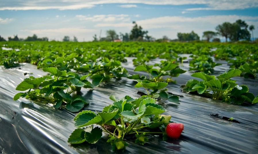 Baja productividad en parcelas frutilleras de Areguá sería por el ...