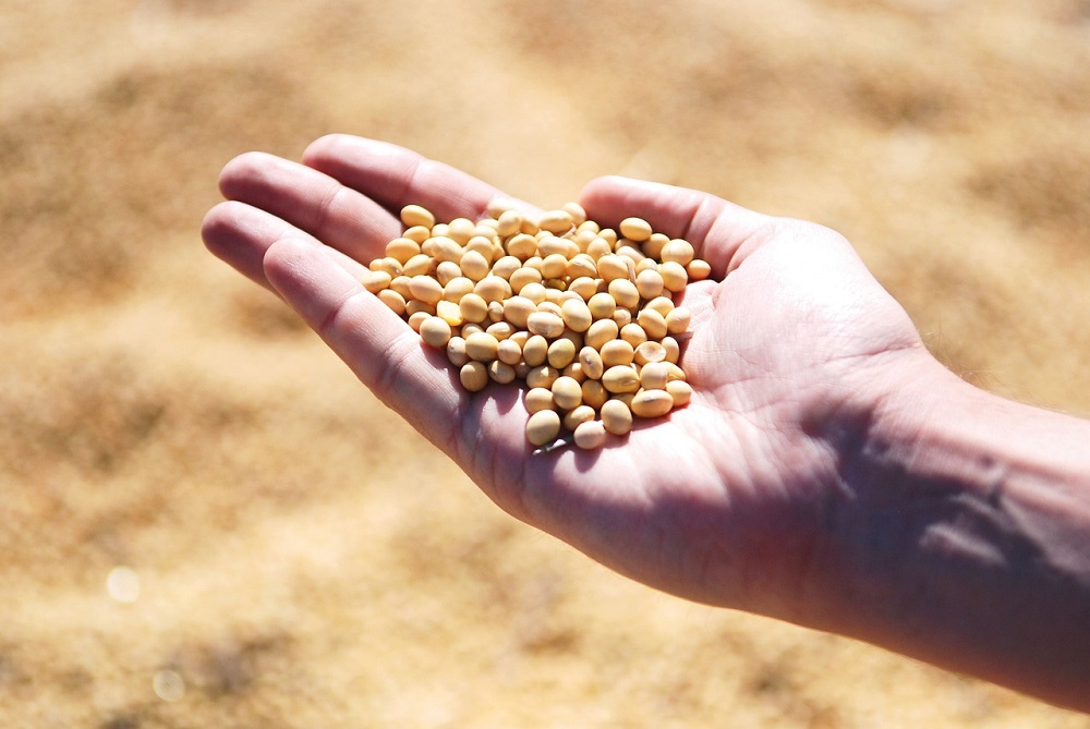Edición genética: mejoran la calidad del grano de soja para optimizar ...